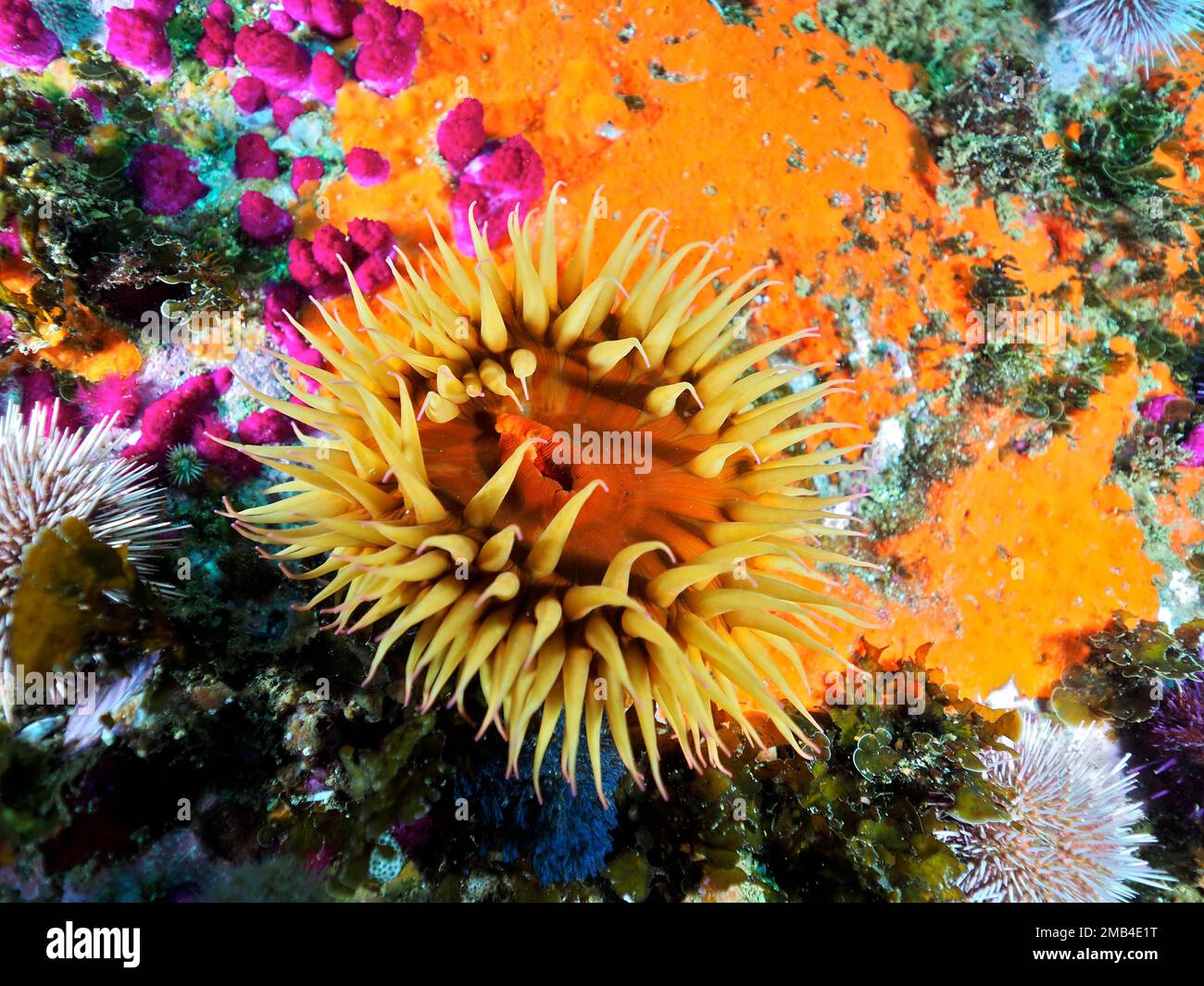 False plum anemone (Pseudactinia flagellifera), sea anemone. Dive site ...
