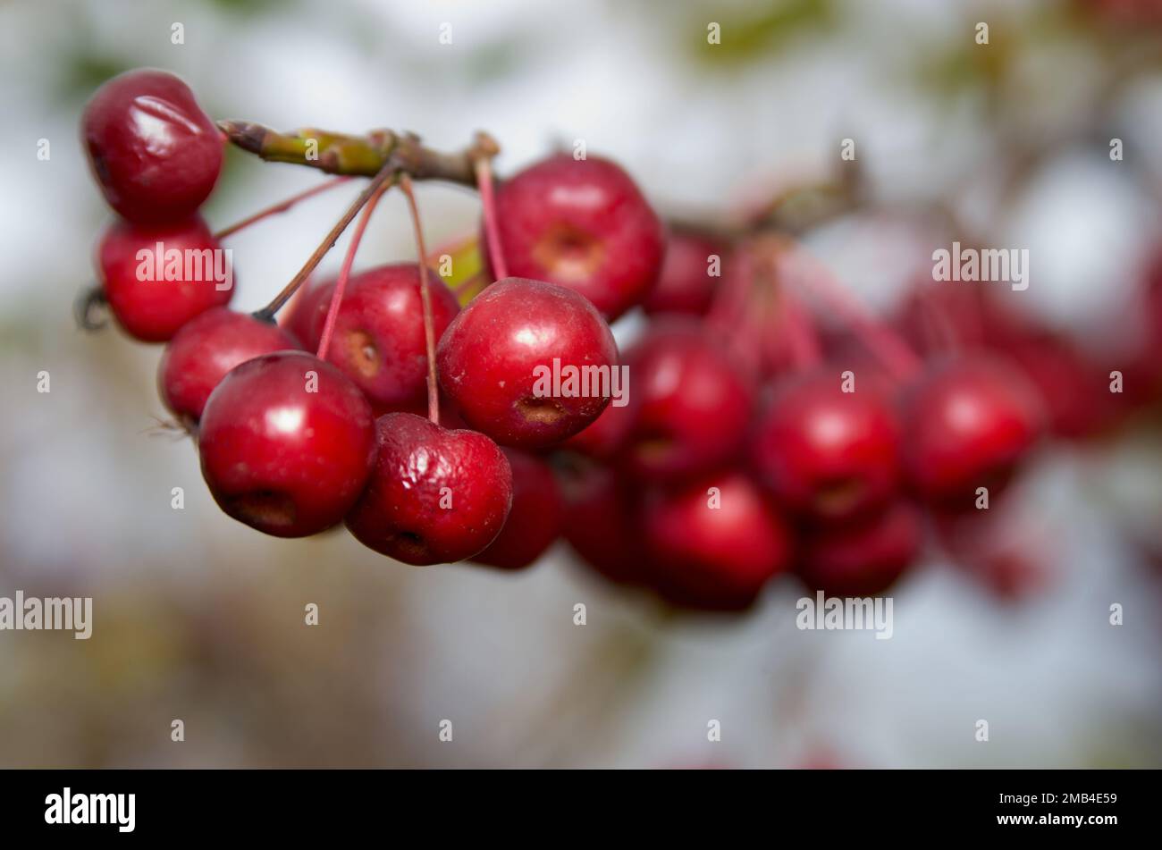 Close-up of bunch of ripe red wild apples on a tree Stock Photo - Alamy