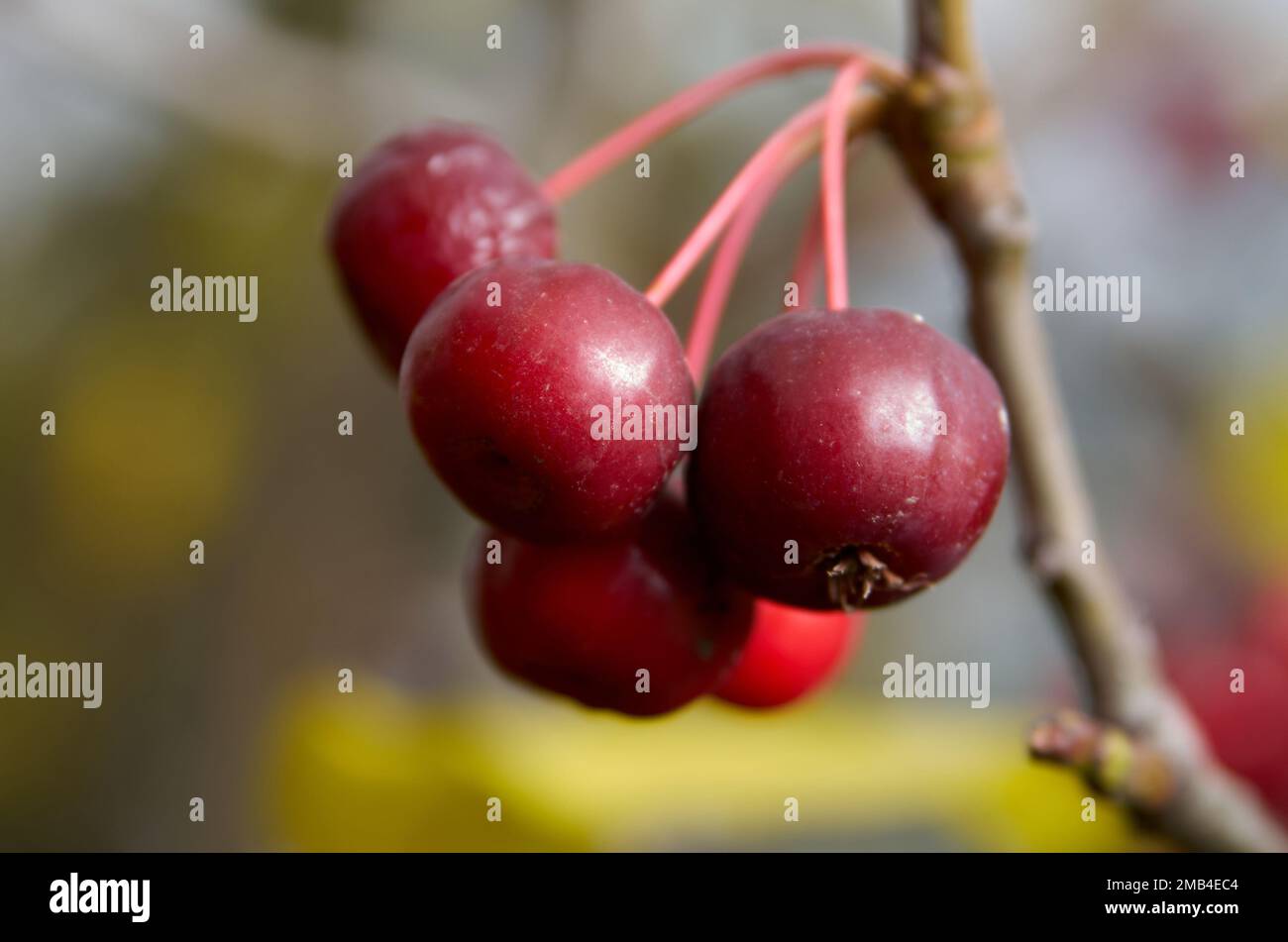 Close-up of bunch of ripe red wild apples on a tree Stock Photo - Alamy
