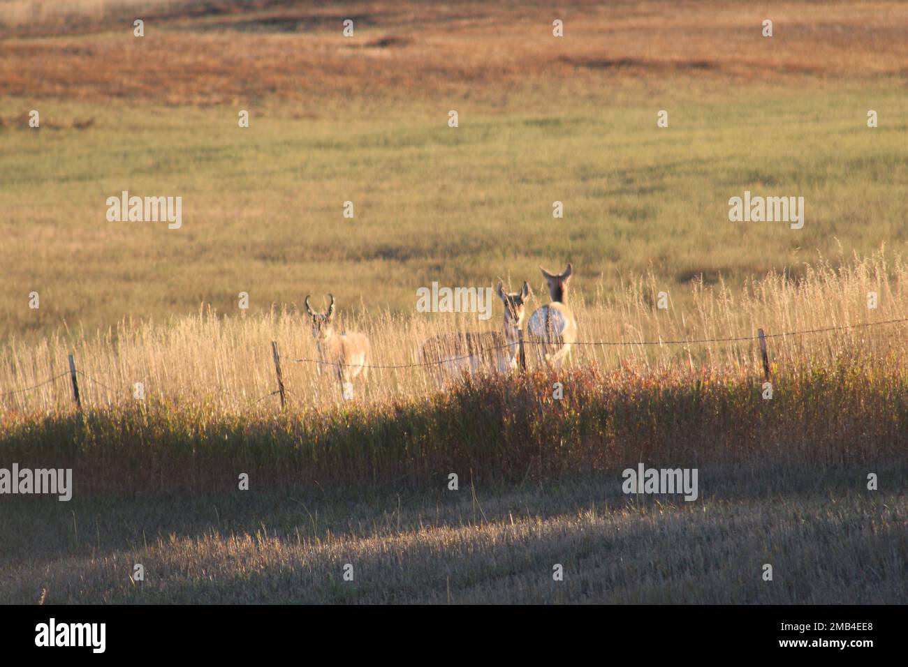A landscape of a herd of pronghorns grazing in a field under the ...