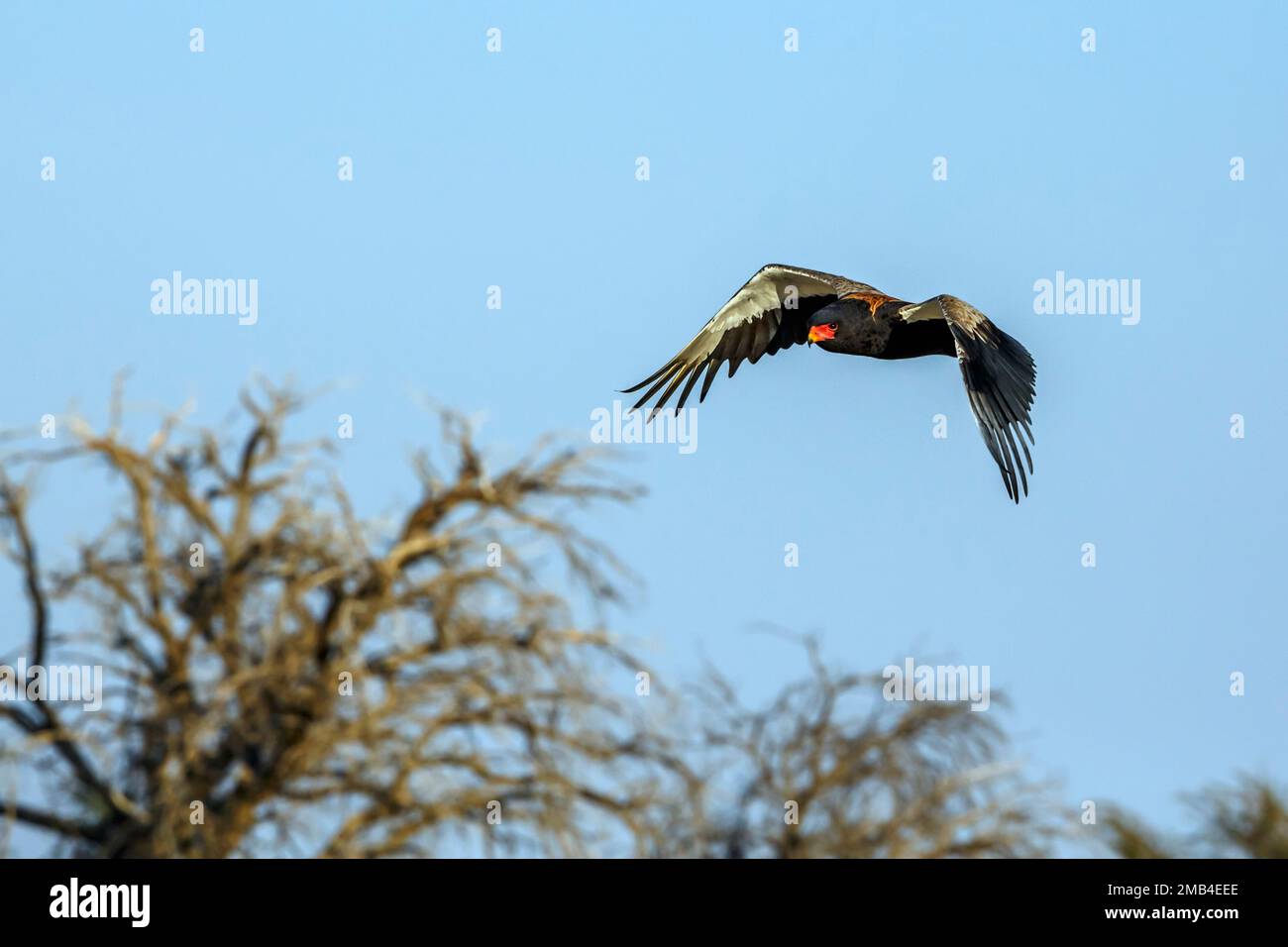 Bateleur accipitridae flying in hi-res stock photography and images - Alamy