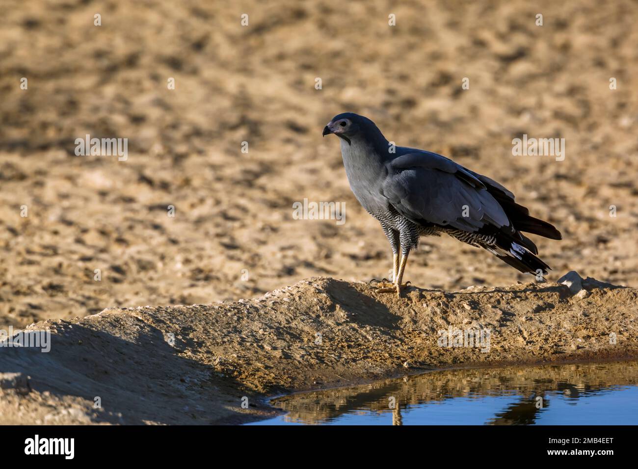 Pale Chanting-Goshawk at waterhole in Kgalagadi transfrontier park ...