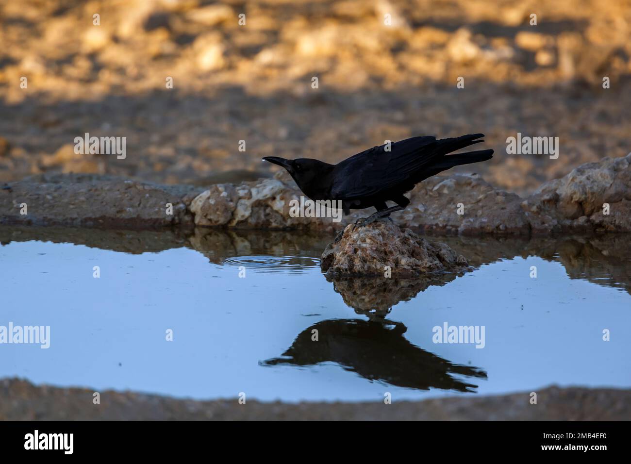 Cape Crow drinking at waterhole in Kgalagadi transfrontier park, South ...