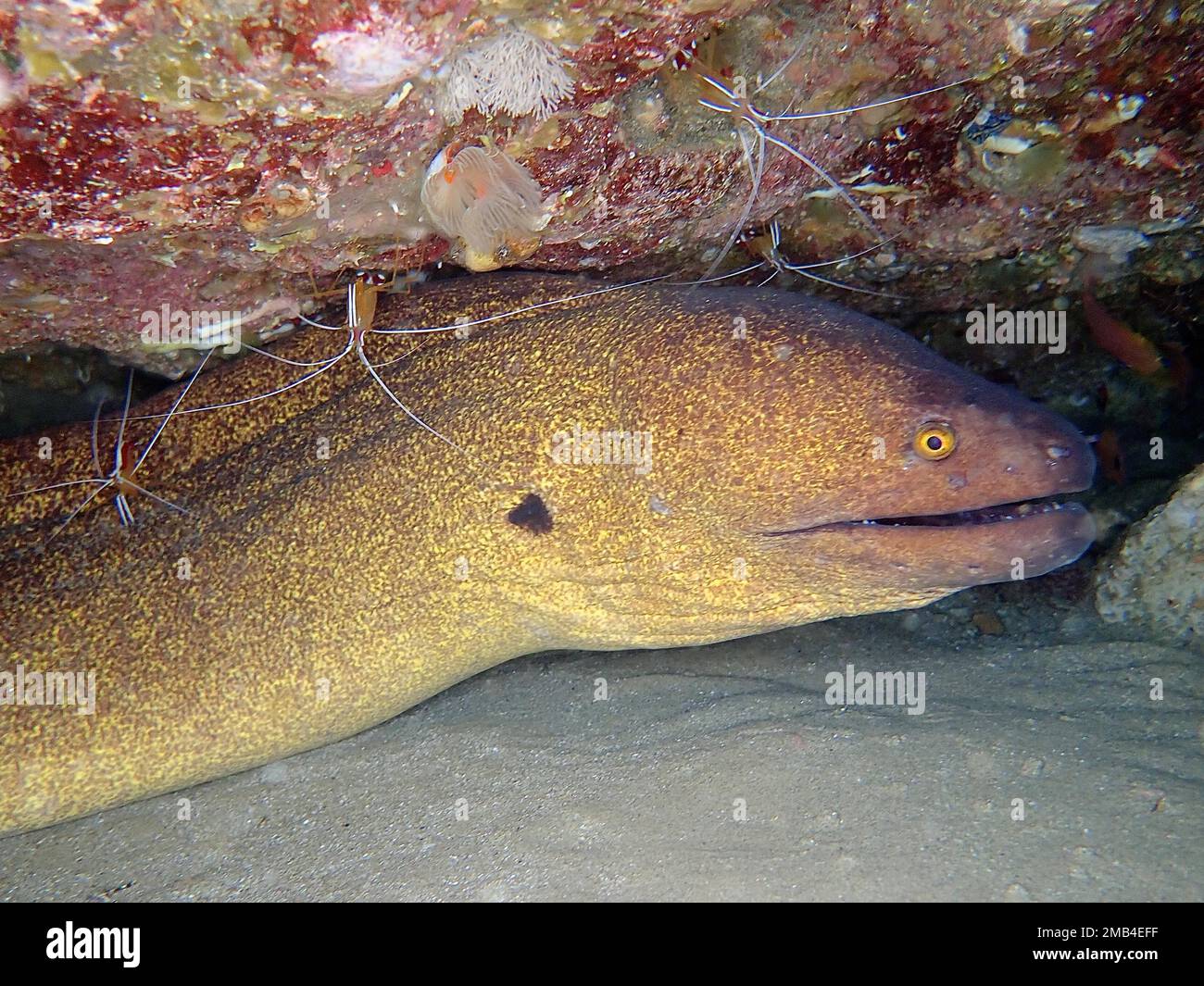 Yellow-edged moray (Gymnothorax flavimarginatus) at cleaning station ...