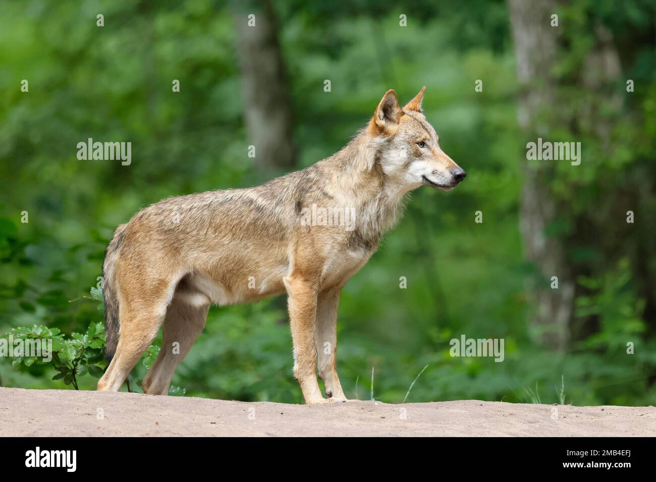 European gray wolf (Canis lupus), adult standing on a hill, captive ...