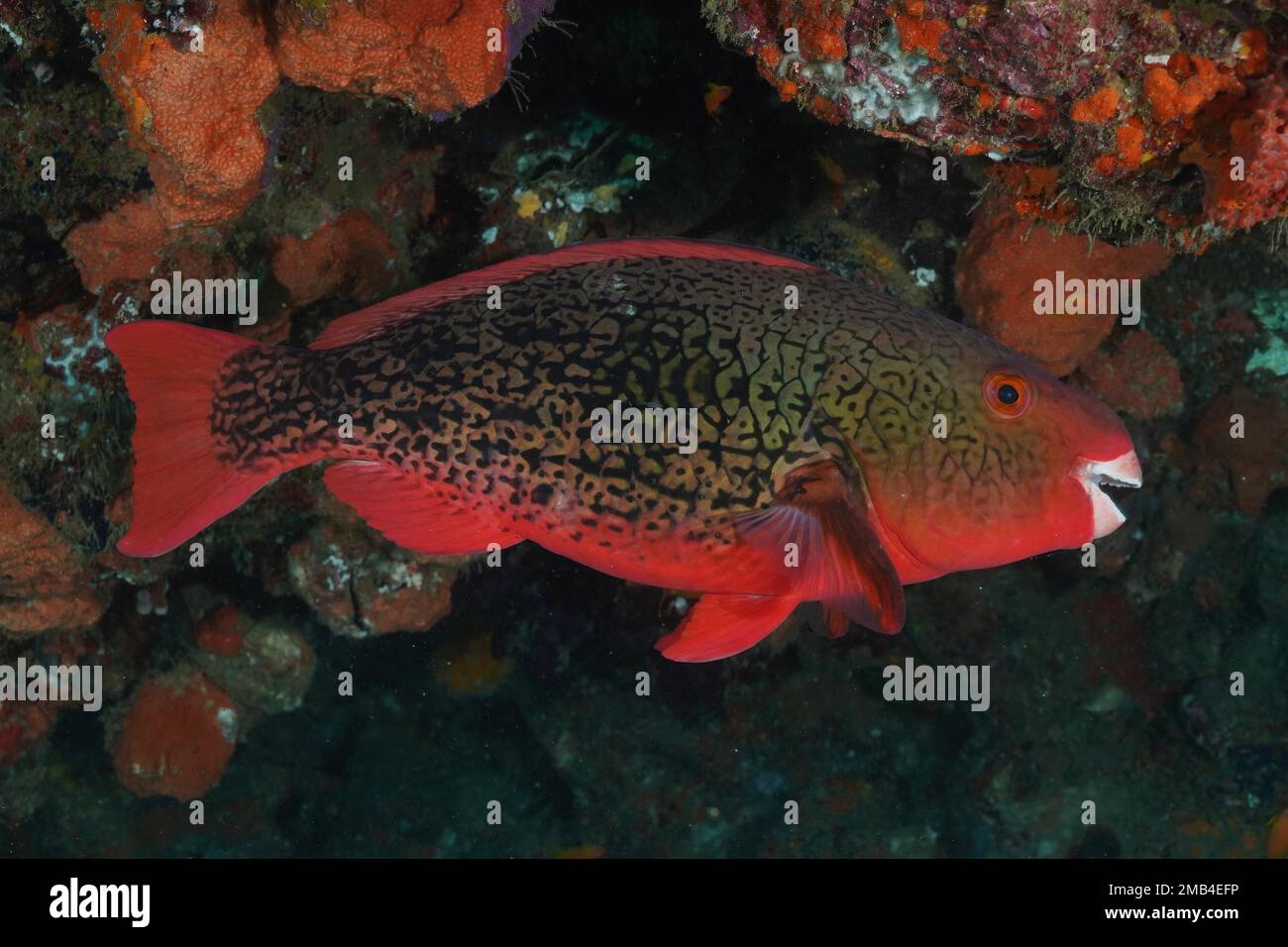 Nose hump parrotfish, parrotfish (Scarus rubroviolaceus), red phase ...