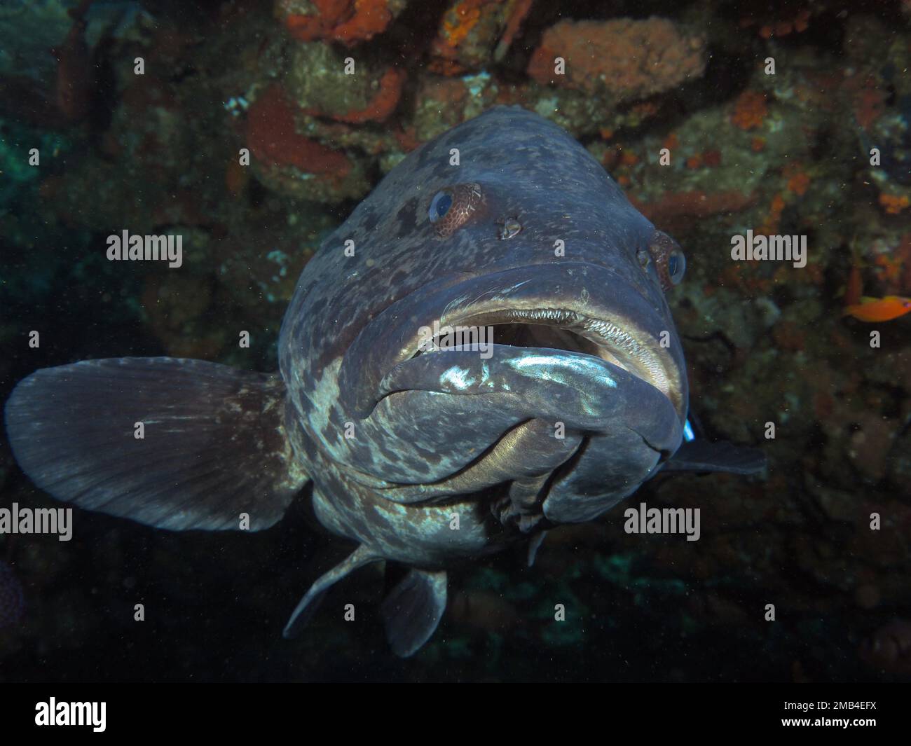 Portrait of potato grouper (Epinephelus tukula) . Dive site Sodwana Bay ...