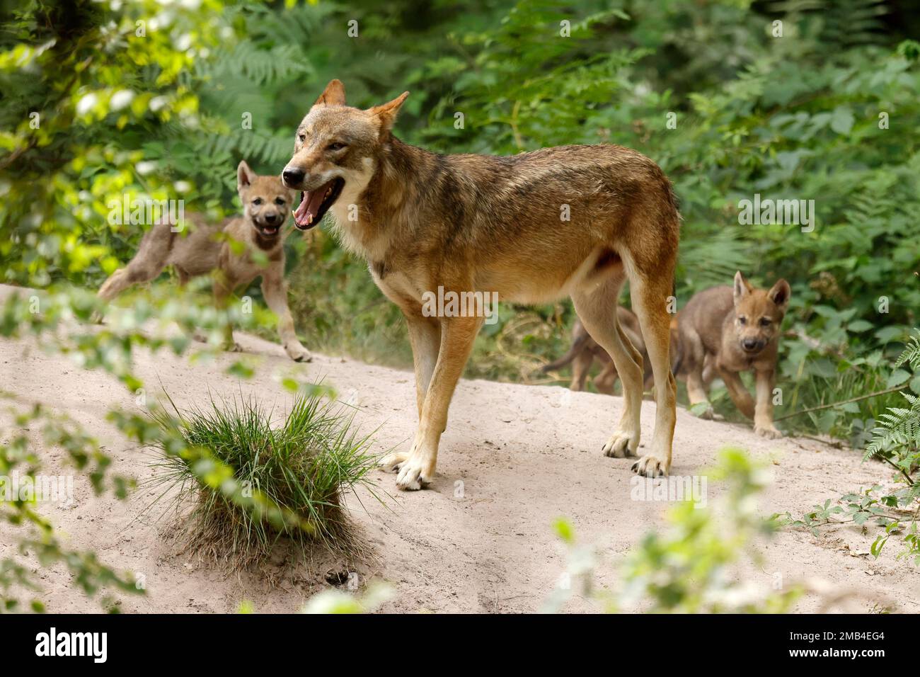 European gray wolf (Canis lupus), adult with pups, captive Stock Photo ...