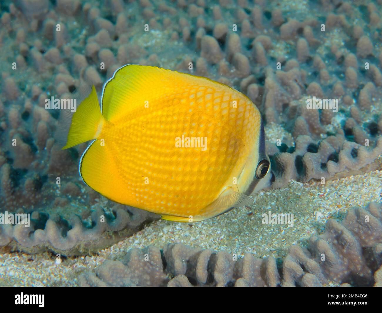 Sunburst butterflyfish (Chaetodon kleinii) . Dive site Sodwana Bay ...