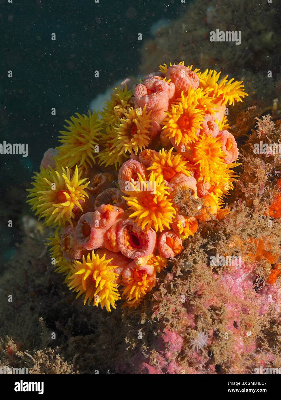 Tubastrea coccinea hi-res stock photography and images - Alamy