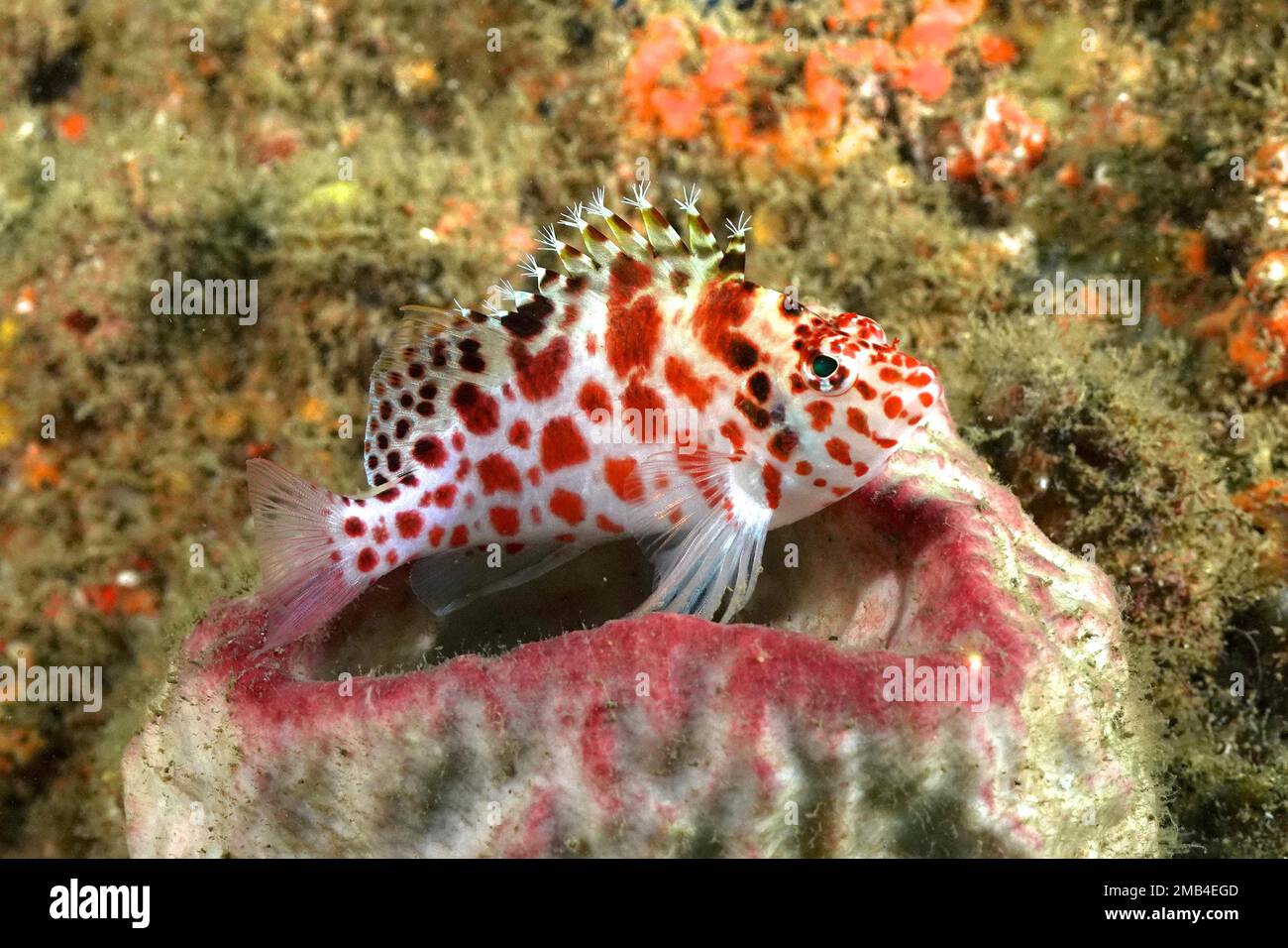 Spotted hawkfish (Cirrhitichthys aprinus) on a marine sponge. Aliwal ...
