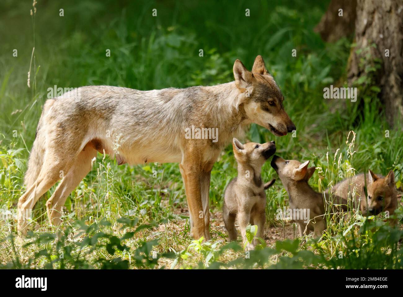 European gray wolf (Canis lupus), adult with pups, captive Stock Photo ...
