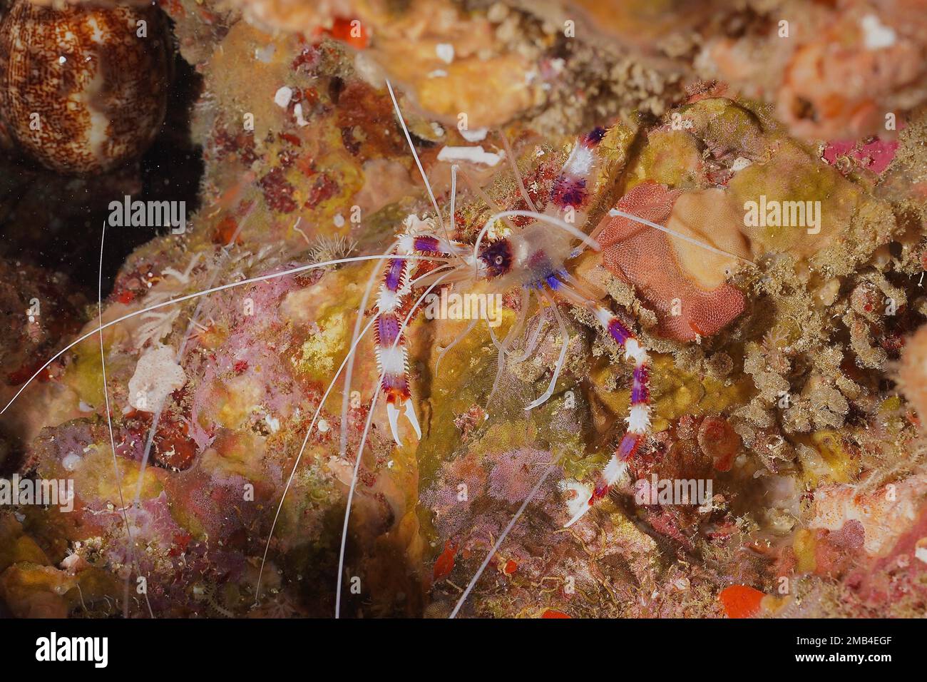 Banded coral shrimp (Stenopus hispidus) . Dive site Sodwana Bay ...