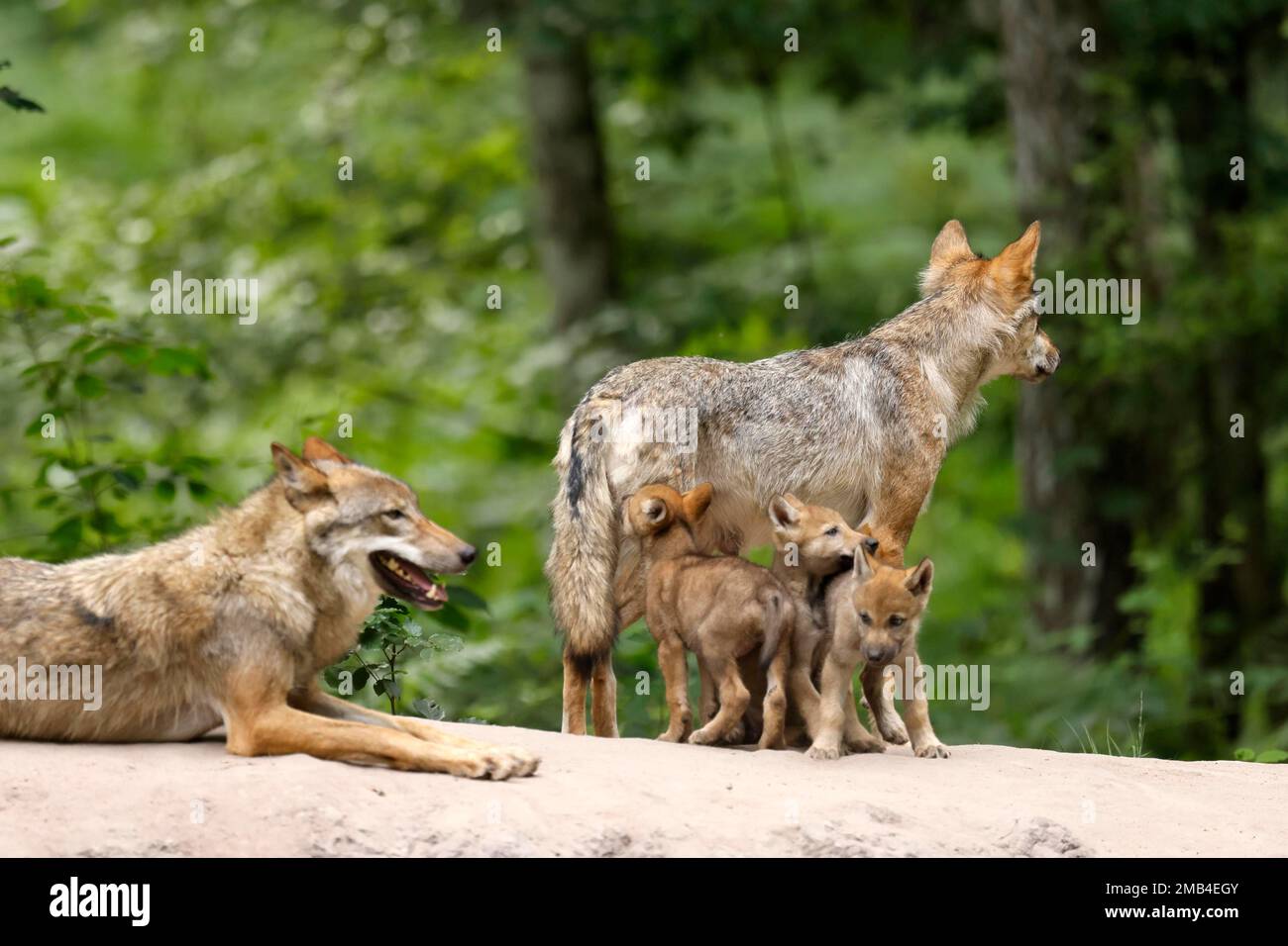 European gray wolf (Canis lupus), adult with pups, captive Stock Photo ...