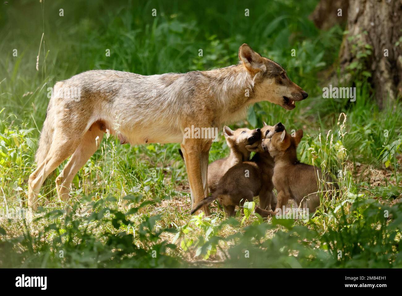 European gray wolf (Canis lupus), adult with pups, captive Stock Photo ...