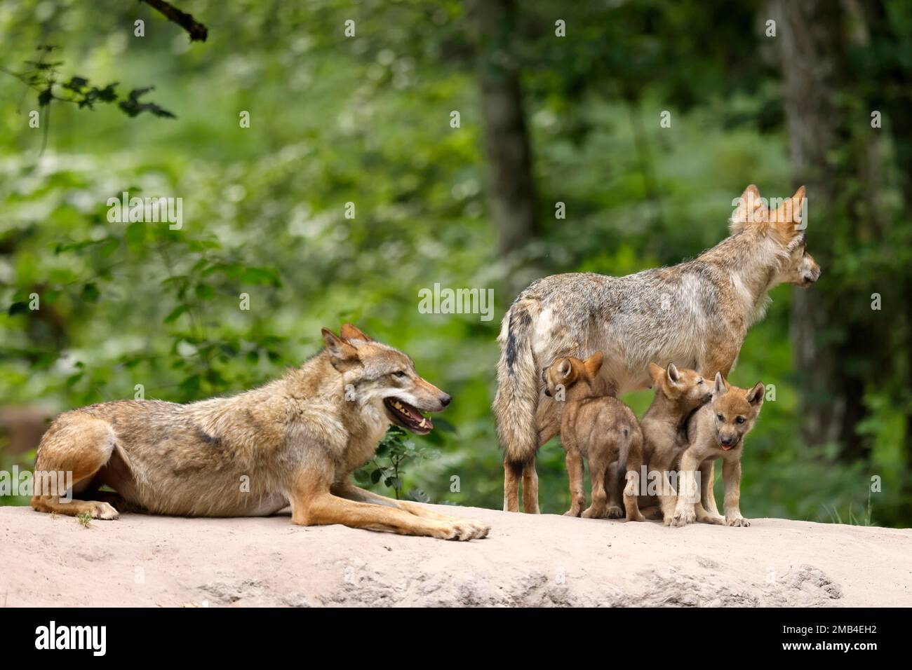 European gray wolf (Canis lupus), adult with pups, captive Stock Photo ...