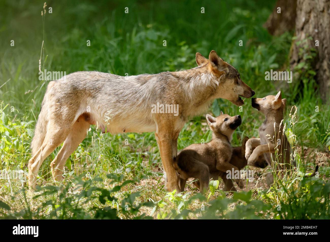 European gray wolf (Canis lupus), adult with pups, captive Stock Photo ...