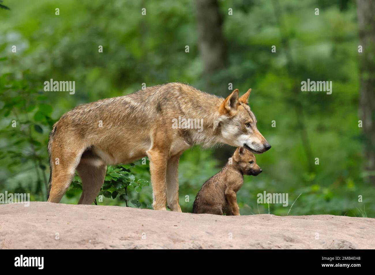 European gray wolf (Canis lupus), adult with pups, captive Stock Photo ...
