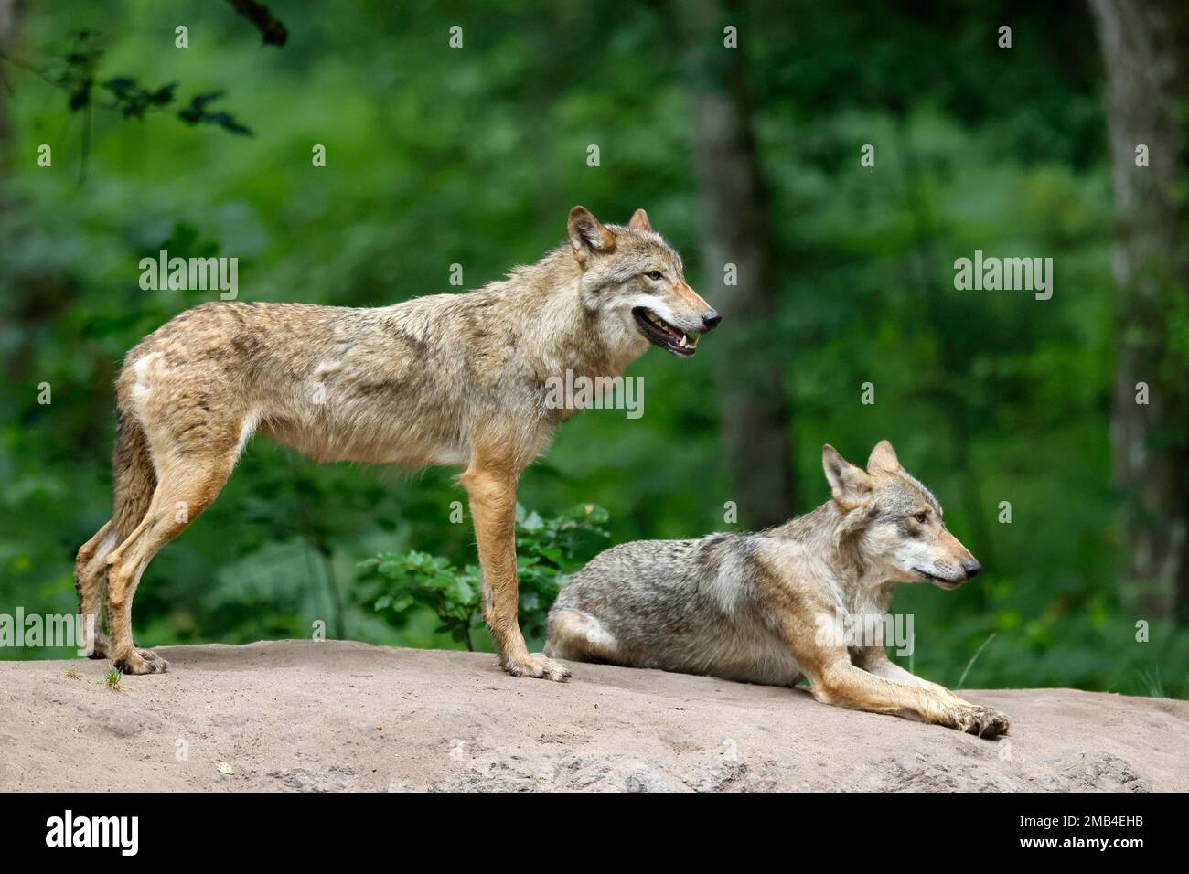 European gray wolf (Canis lupus), adults standing on a hill, captive ...