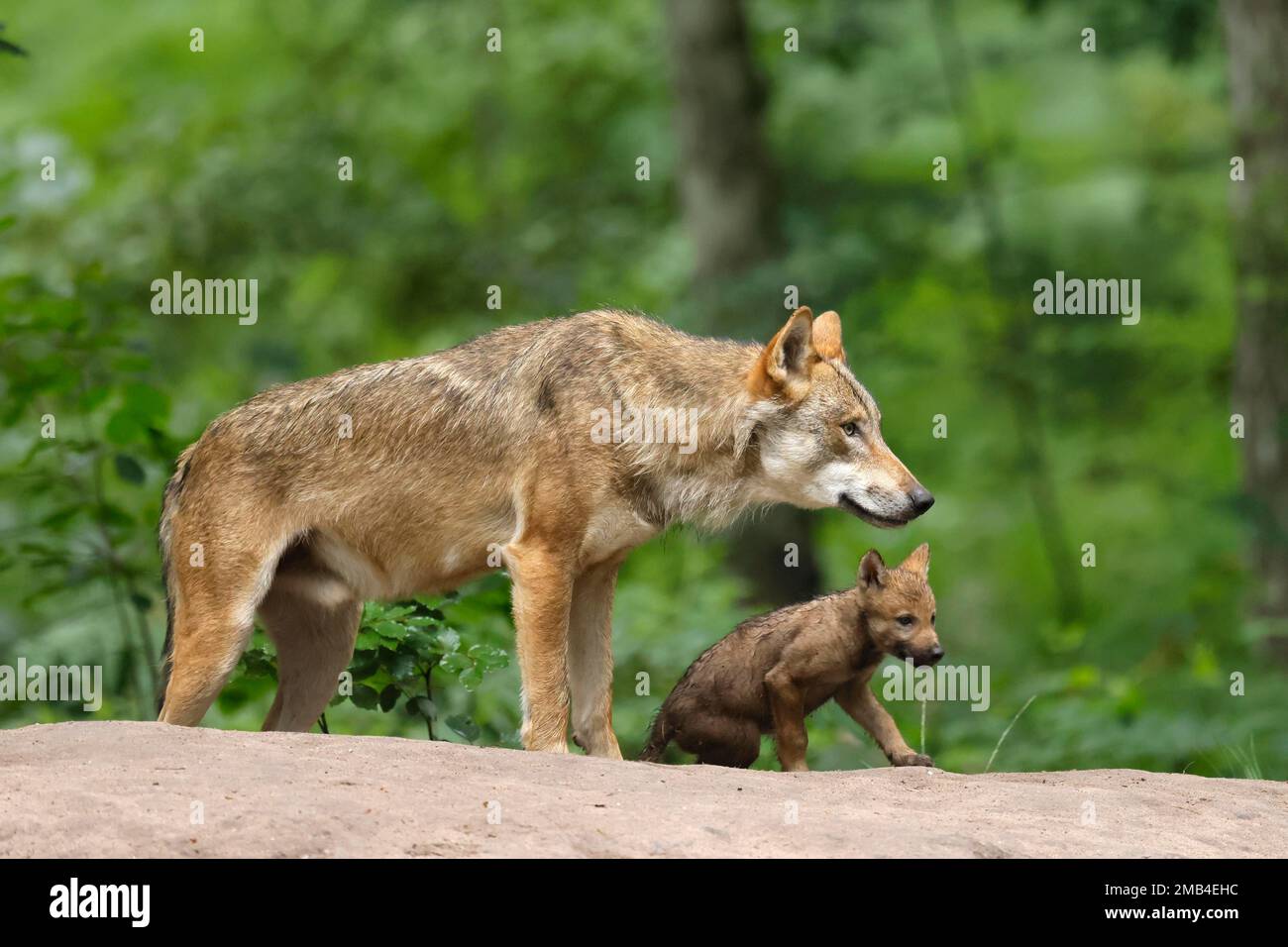 European gray wolf (Canis lupus), adult with pups, captive Stock Photo ...