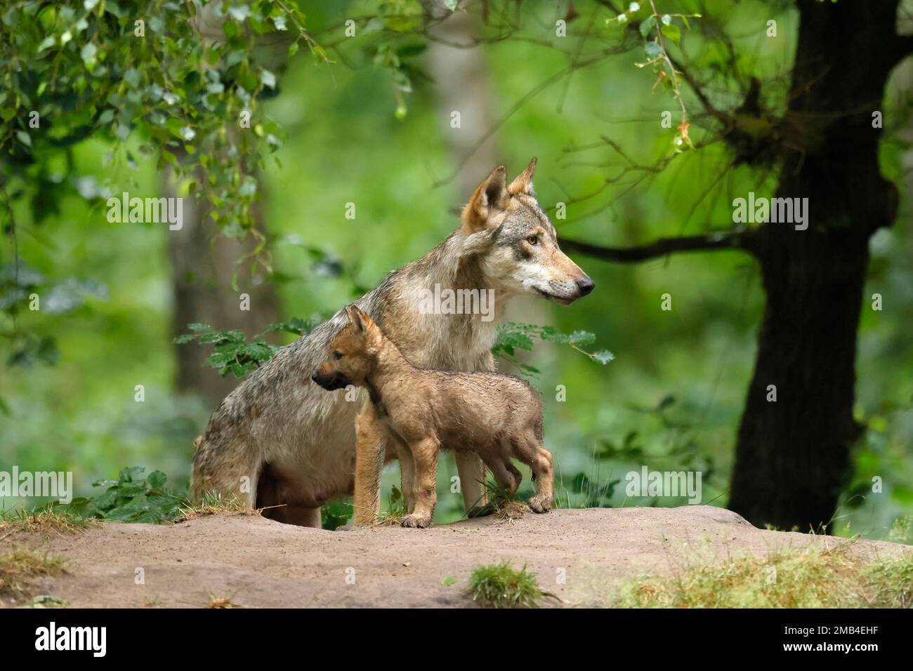 European gray wolf (Canis lupus), adult with pups, captive Stock Photo ...
