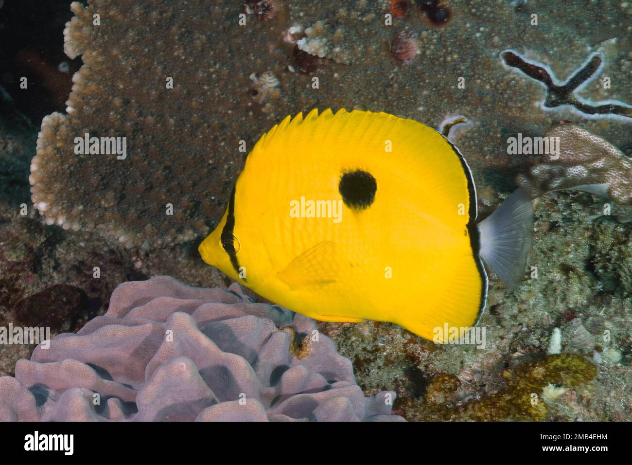 Yellow teardrop butterflyfish (Chaetodon interruptus) . Dive site ...