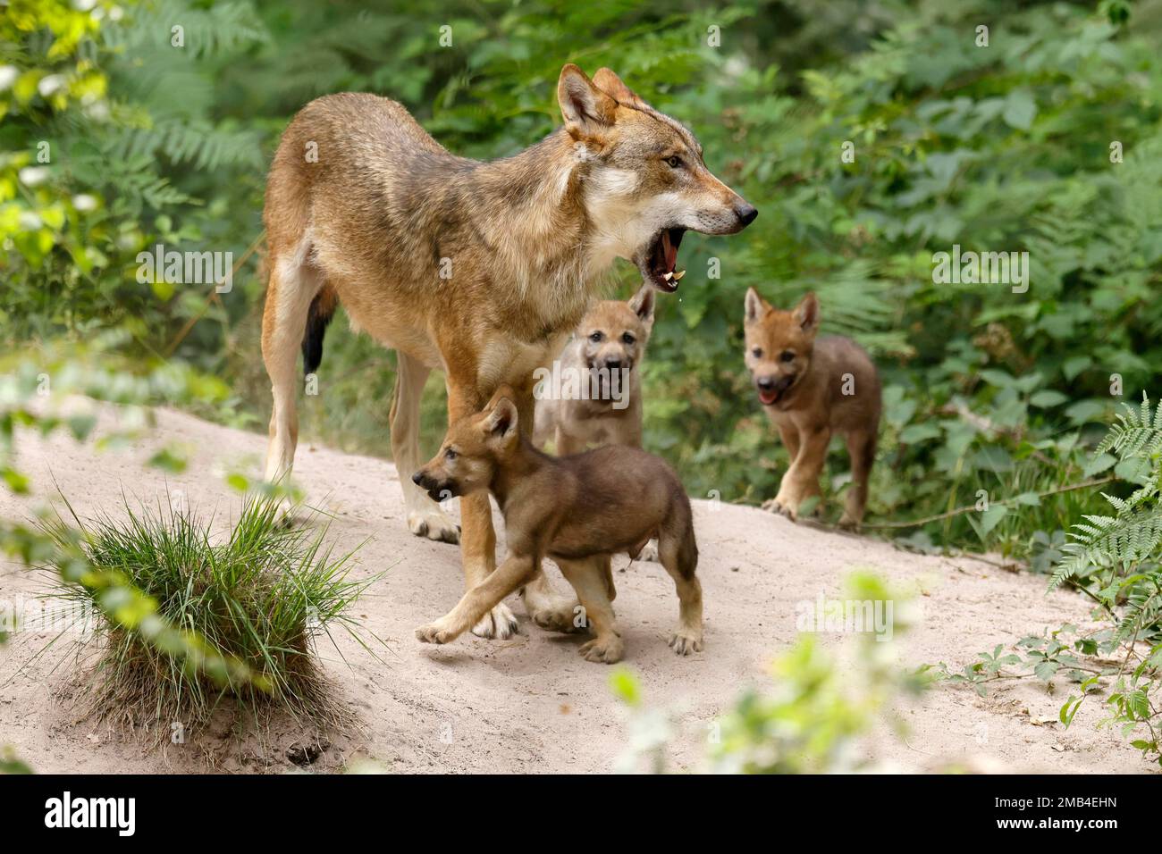 European gray wolf (Canis lupus), adult with pups, captive Stock Photo ...