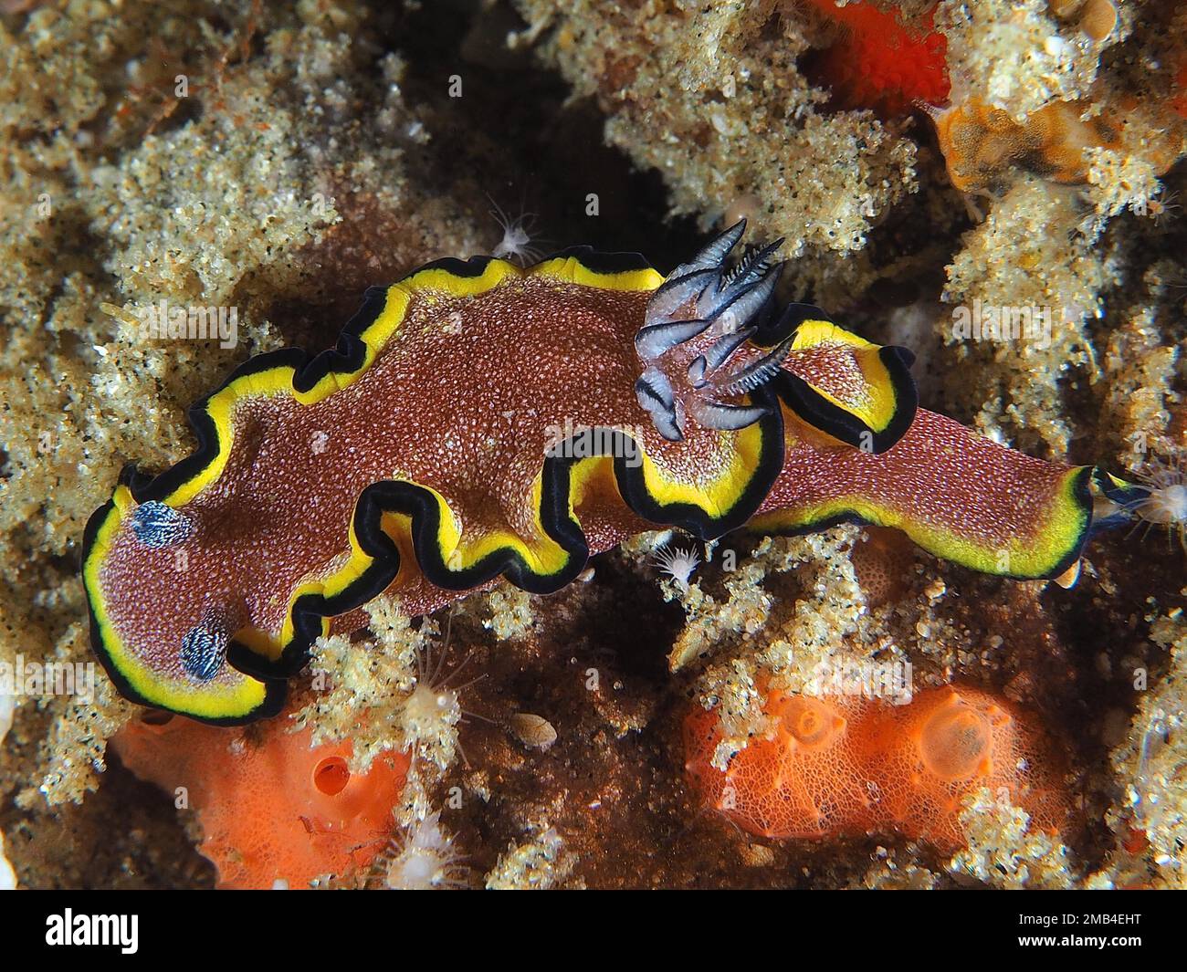 Red-brown sea slug (Glossodoris) . Dive site Sodwana Bay National Park ...