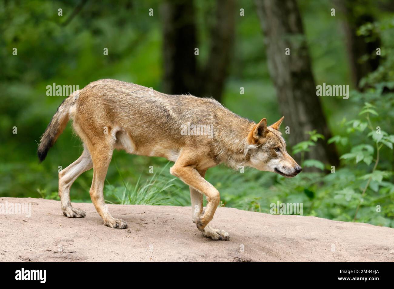 European gray wolf (Canis lupus), adult creeping on a hill, captive ...