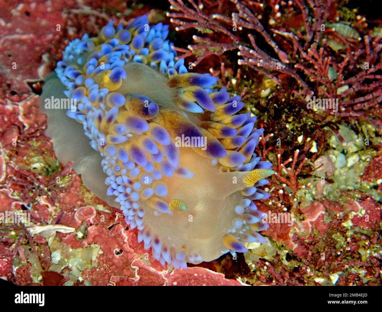 Gasflame nudibranch (Bonisa nakaza), False Bay dive site, Cape of Good ...