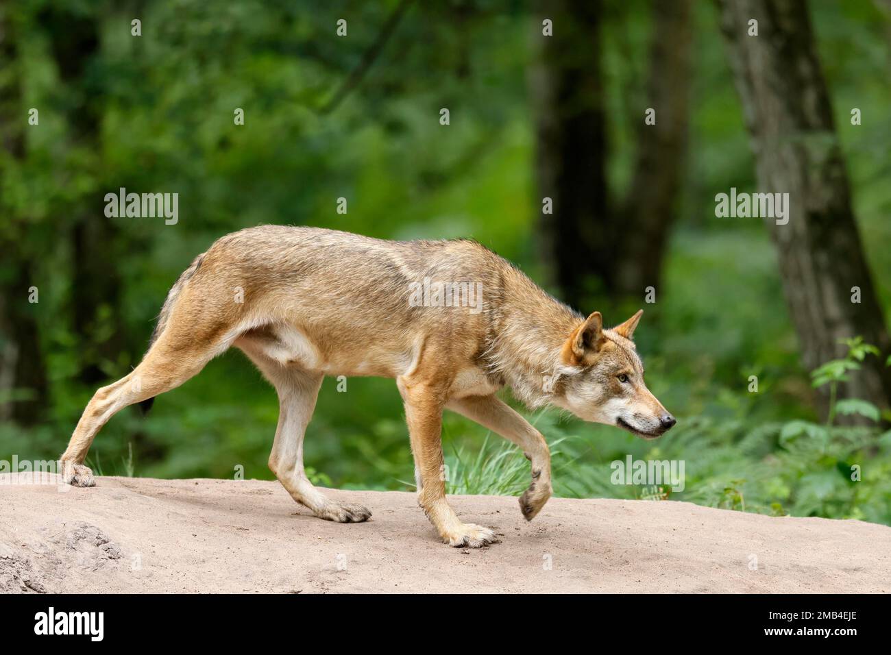 European gray wolf (Canis lupus), adult creeping on a hill, captive ...