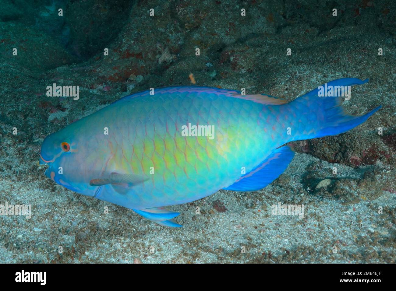 Nose hump parrotfish, parrotfish (Scarus rubroviolaceus), blue phase ...