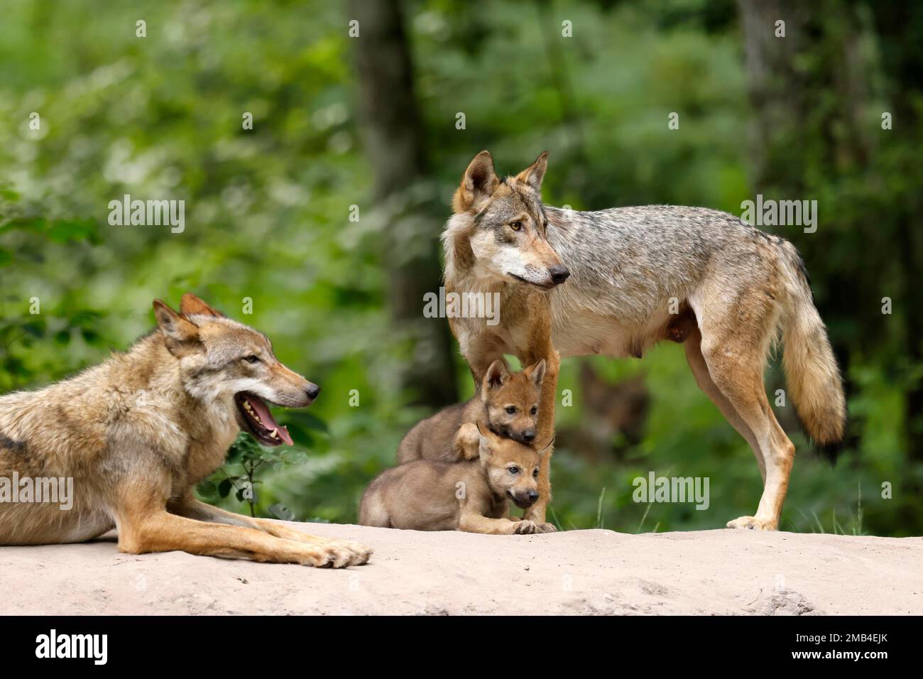 European gray wolf (Canis lupus), adult with pups, captive Stock Photo ...