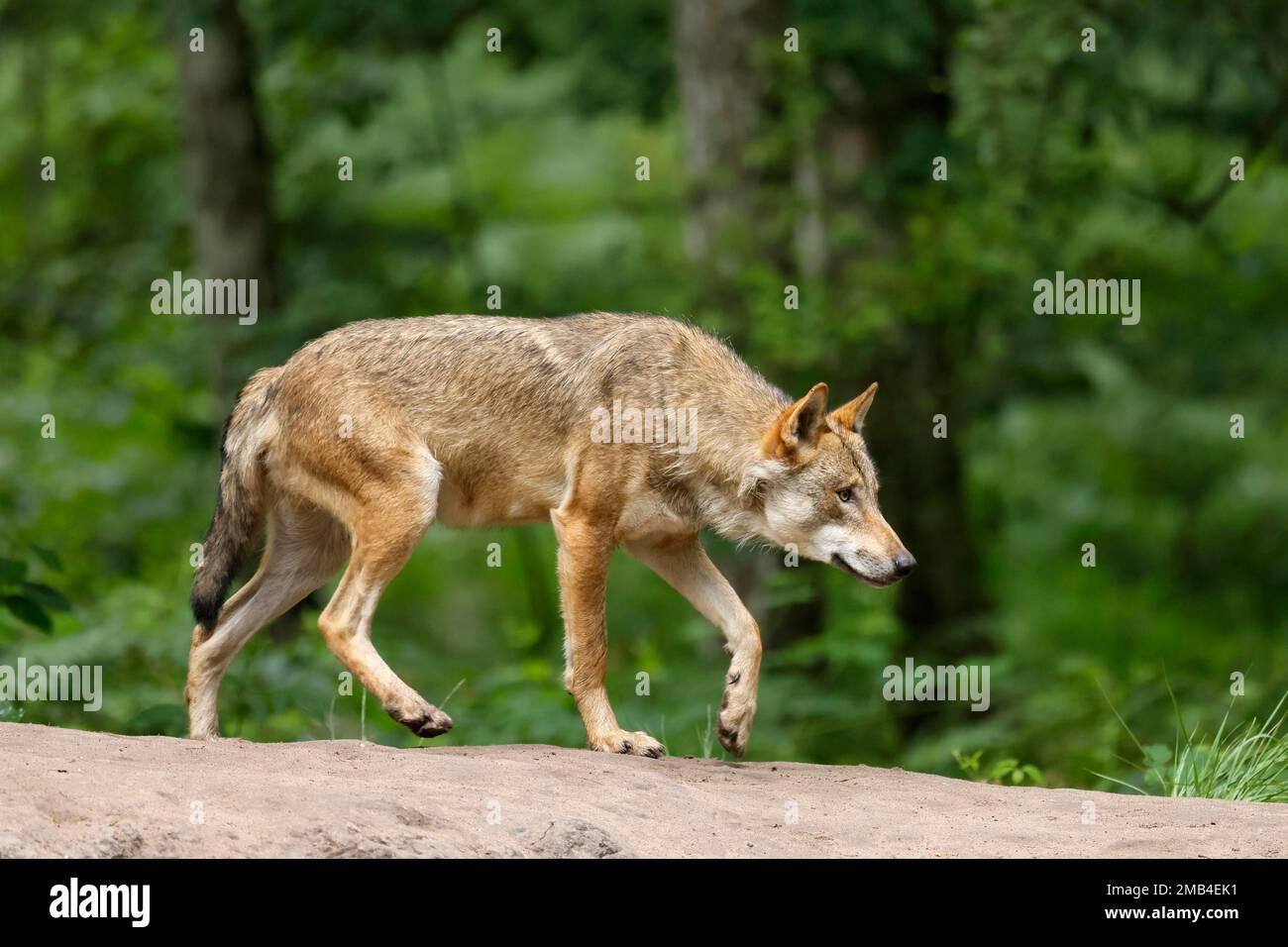 European gray wolf (Canis lupus), adult creeping on a hill, captive ...