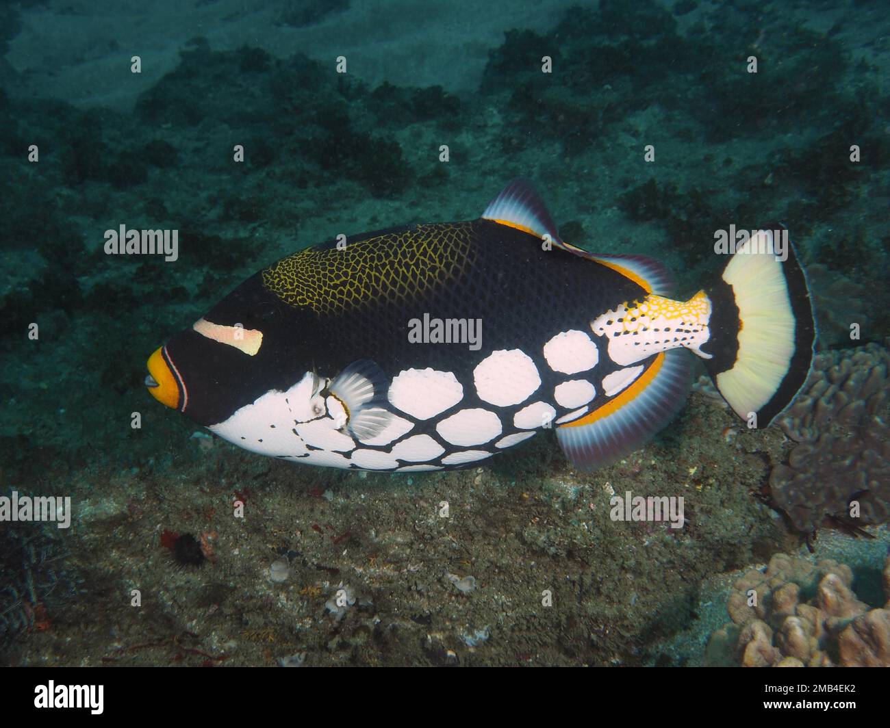 Clown triggerfish (Balistoides conspicillum) . Dive site Sodwana Bay ...