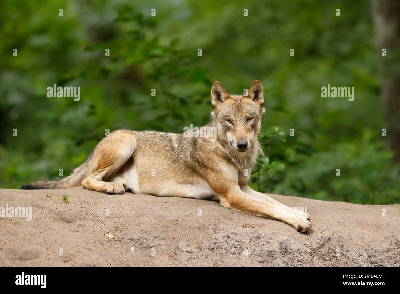 European gray wolf (Canis lupus), adult lying on a hill, captive Stock ...