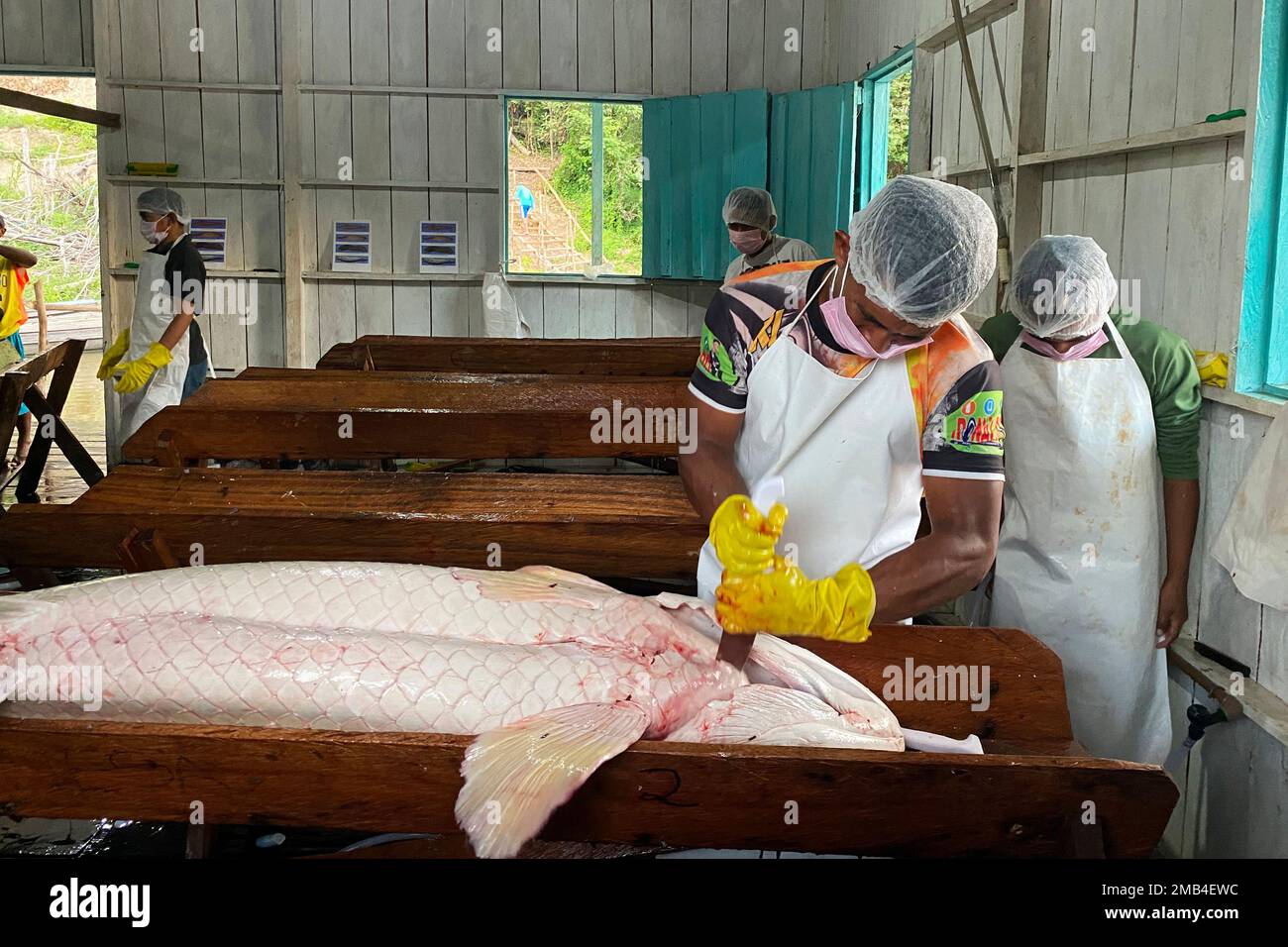 Members of the Deni Indigenous people work during the arapaima fishing ...