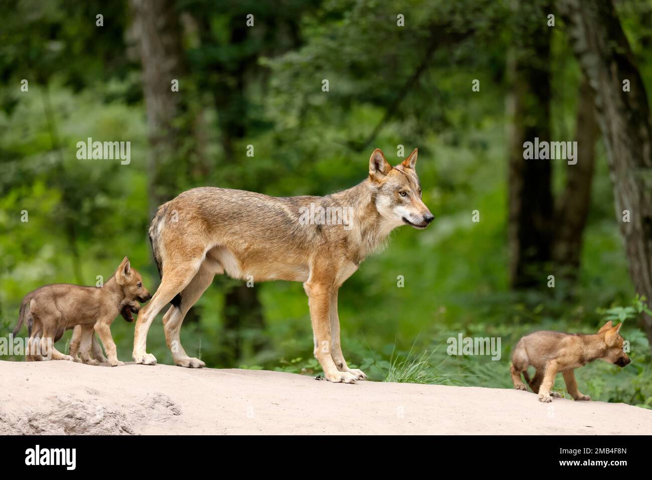 European gray wolf (Canis lupus), adult with pups, captive Stock Photo ...