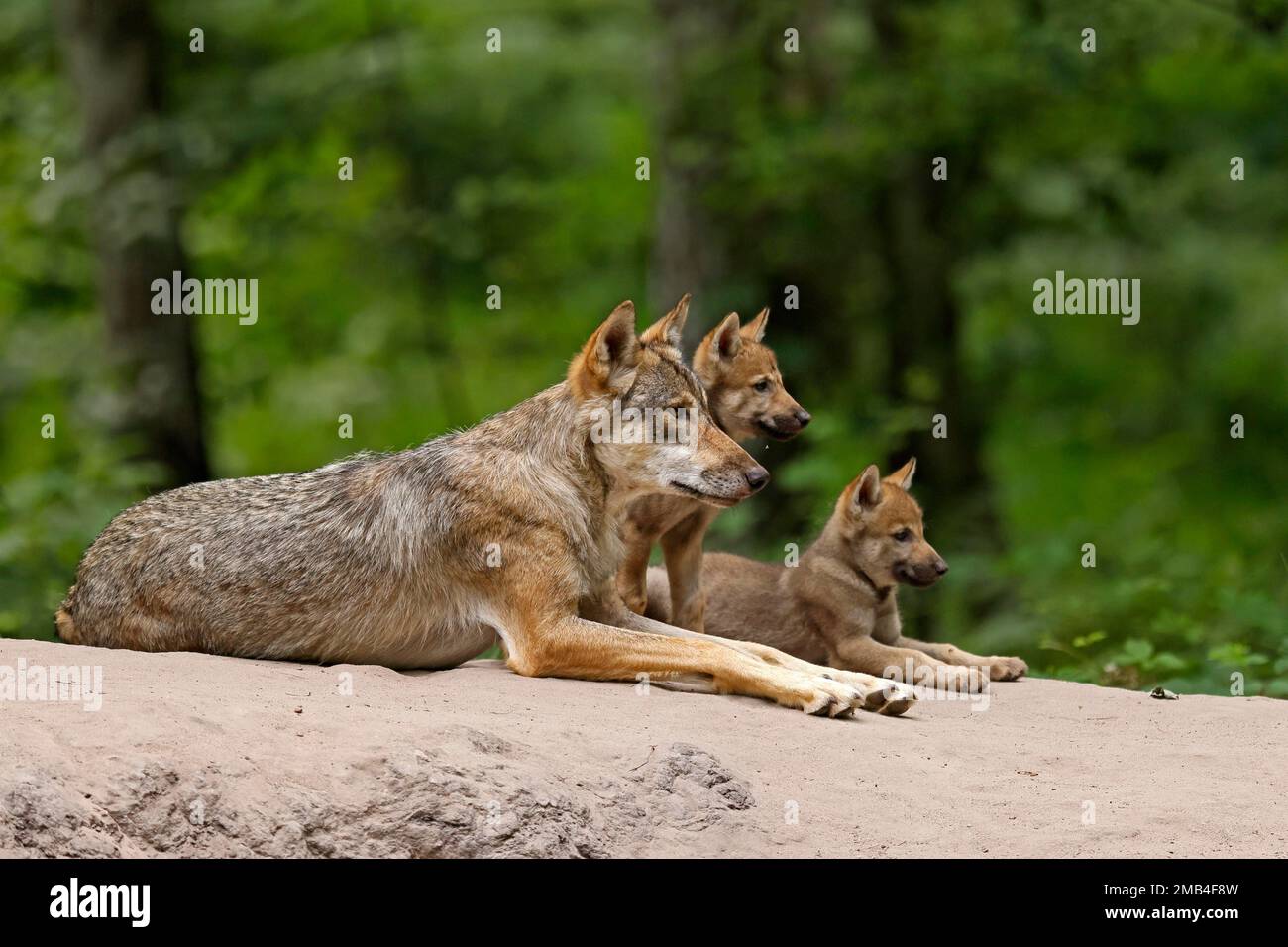 European gray wolf (Canis lupus), adult with pups, captive Stock Photo ...