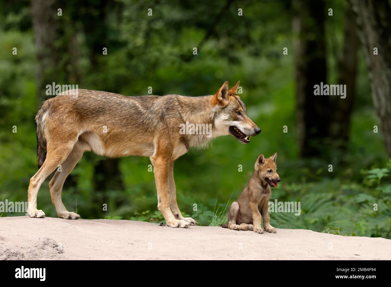 European gray wolf (Canis lupus), adult with pups, captive Stock Photo ...