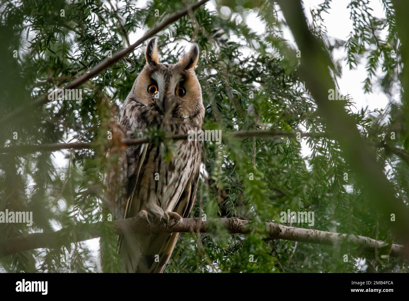 Long eared owl asio otus in a conifer hi-res stock photography and ...