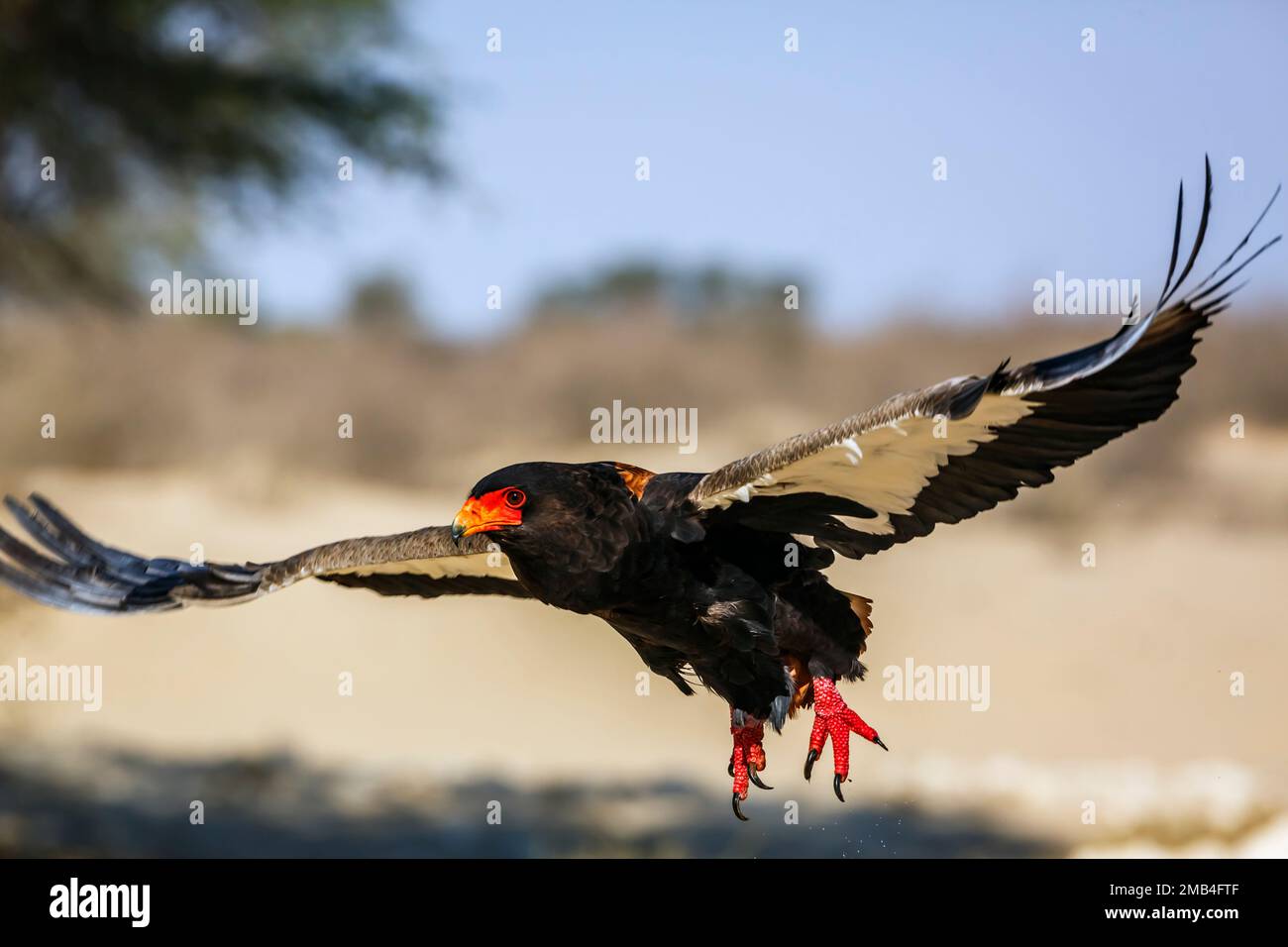 Bateleur Eagle close up in flight in Kgalagadi transfrontier park ...
