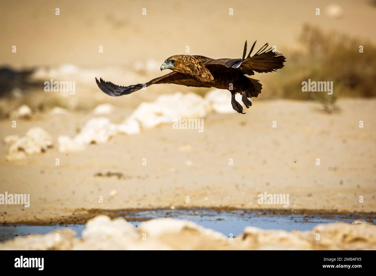 Bateleur Eagle juvenile flying over waterhole in Kgalagadi transfrontier park, South Africa ...
