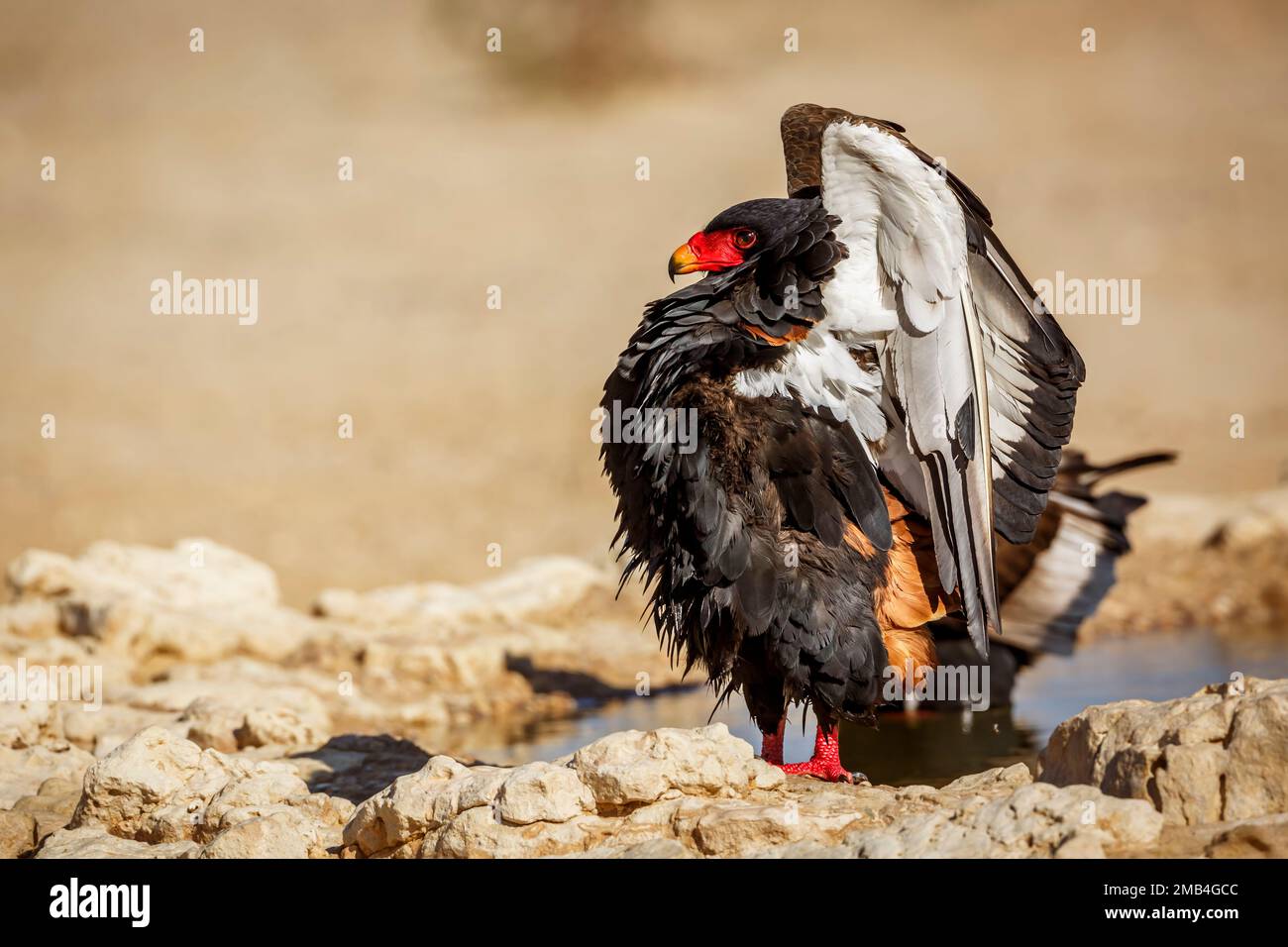 Bateleur Eagle in loving parade in Kgalagadi transfrontier park, South ...