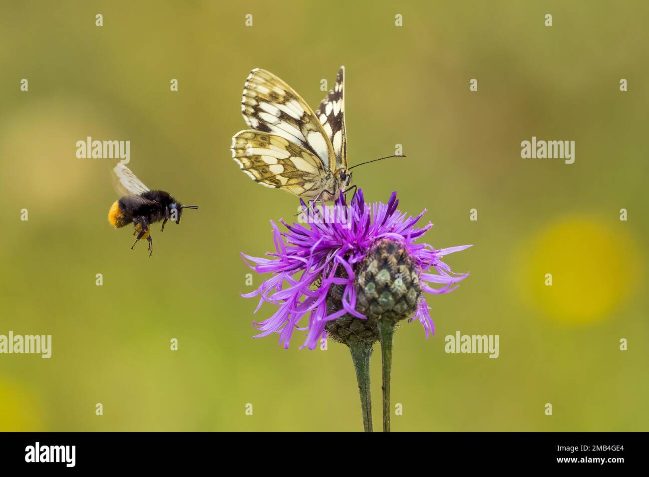 Checkered butterfly (Melanargia galathea) on brown knapweed (Centaurea ...