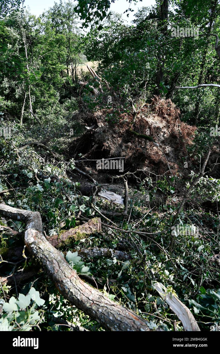 Storm damage, fallen trees, uprooted trees, fallen branches, wind ...