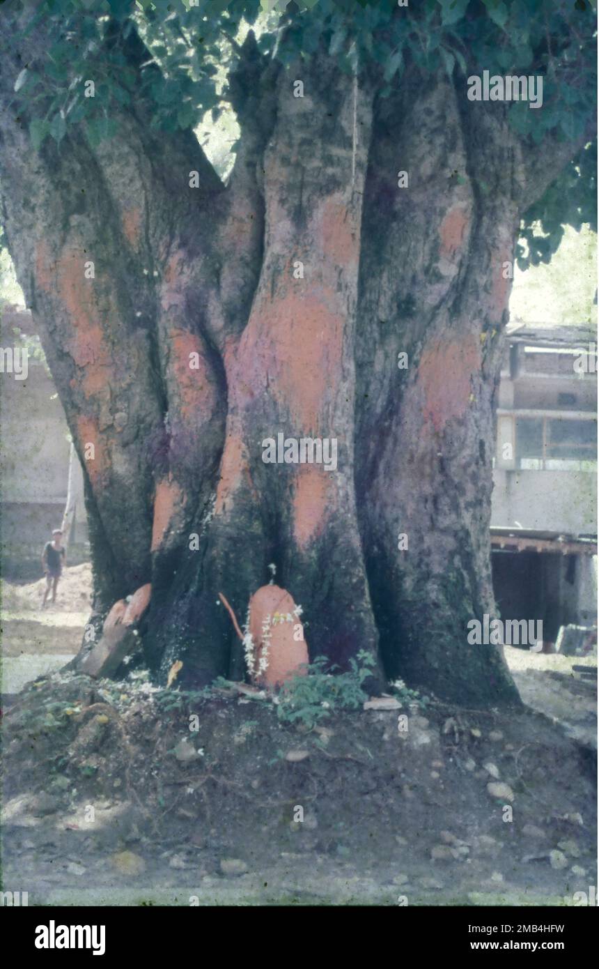Tree Temple, Jammu, Kashmir, India Stock Photo - Alamy