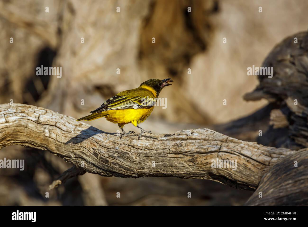 African Black headed Oriole juvenile with prey insect in Kgalagadi ...