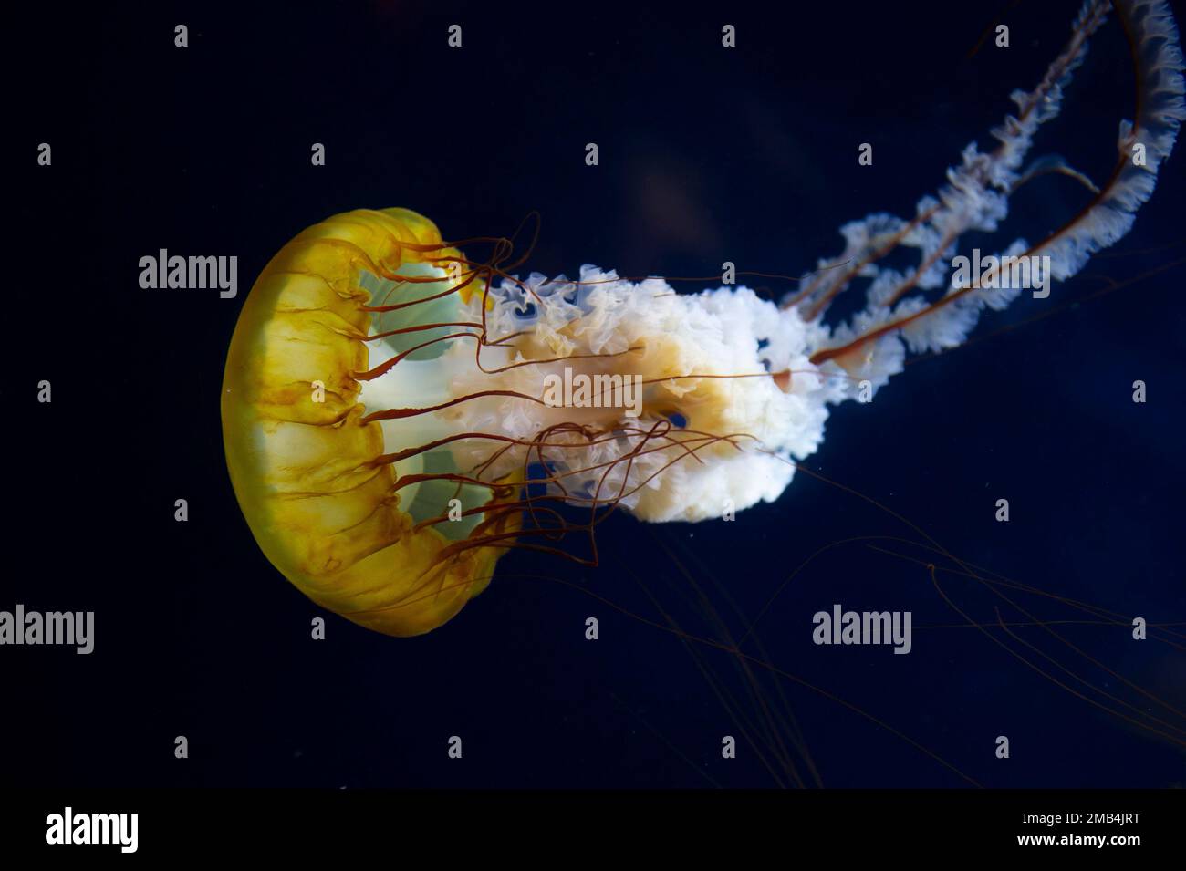 Pacific compass jellyfish (Chrysaora fuscescens), San Francisco ...