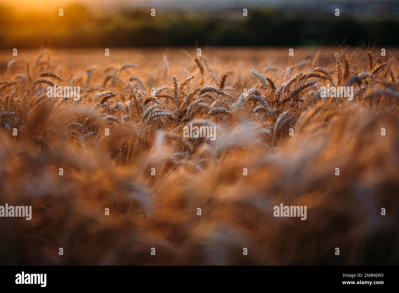 Harvest silhouette hi-res stock photography and images - Alamy
